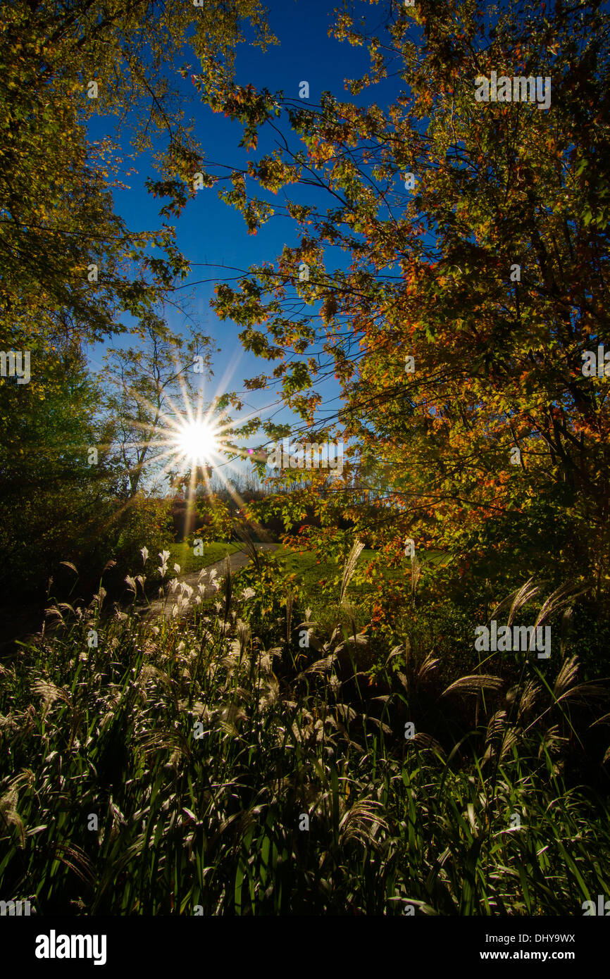 Old growth sugar maple tree hi-res stock photography and images - Alamy