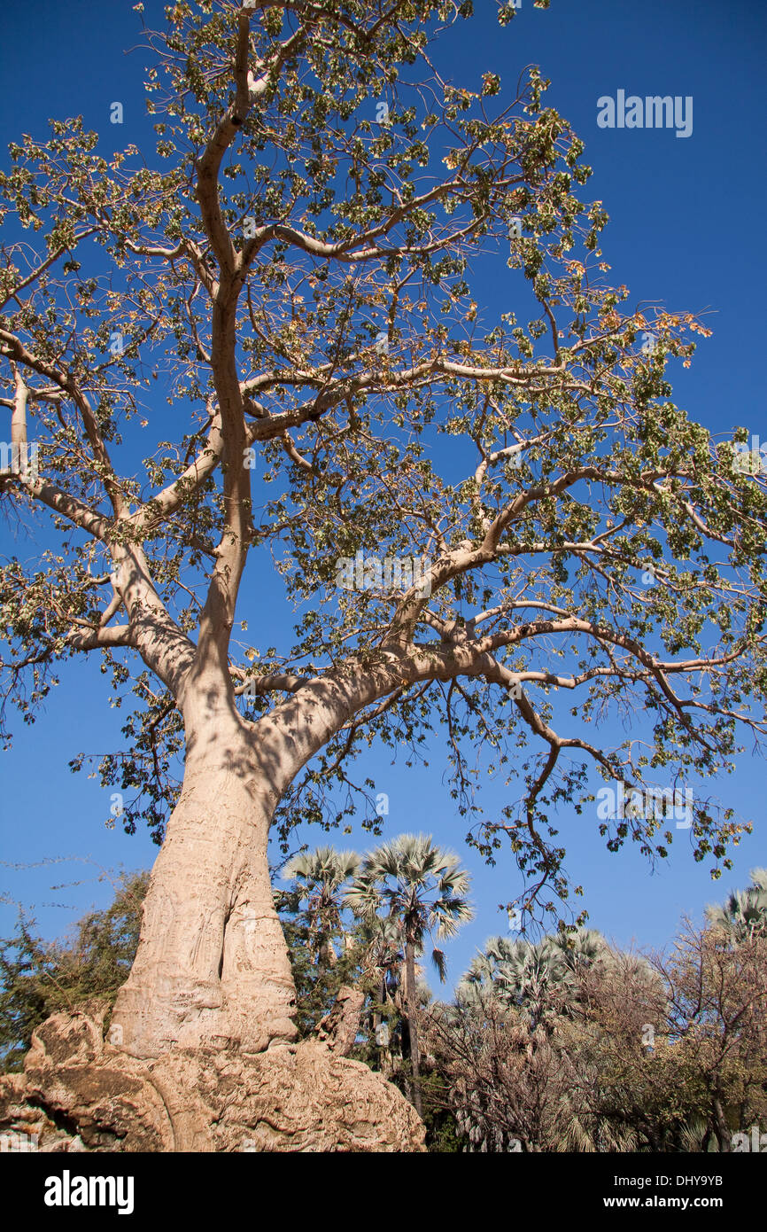 Angola tree hi-res stock photography and images - Alamy