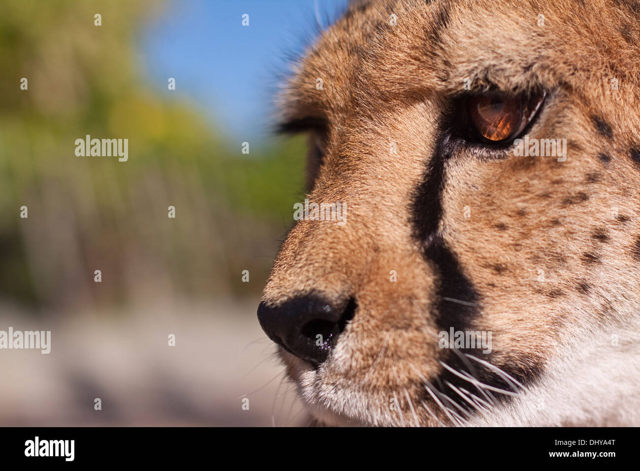 Cheetah face hi-res stock photography and images - Alamy