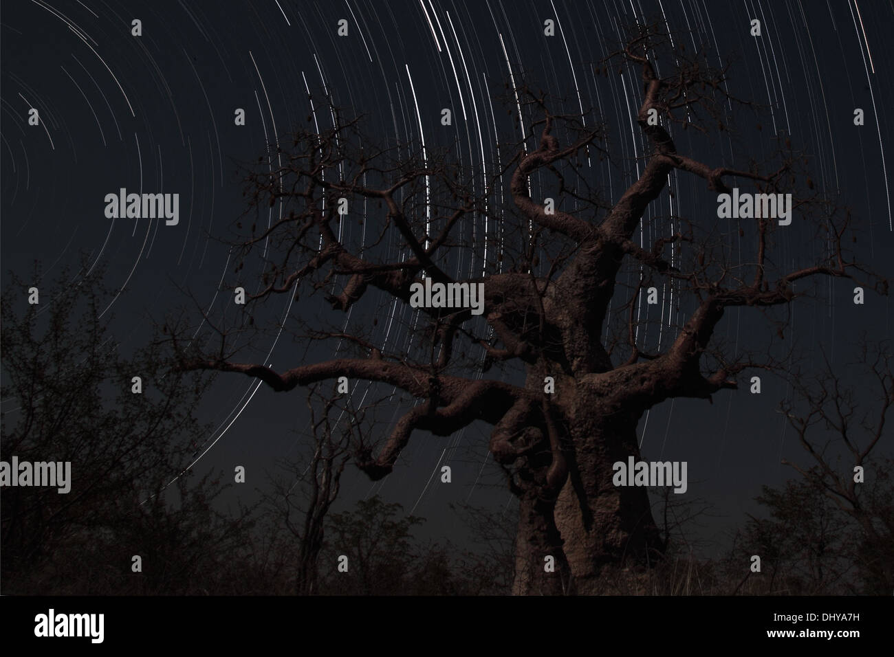 Angola tree hi-res stock photography and images - Alamy