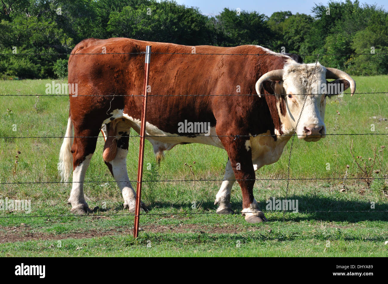 Bull grazing on ranch, Texas, USA Stock Photo - Alamy