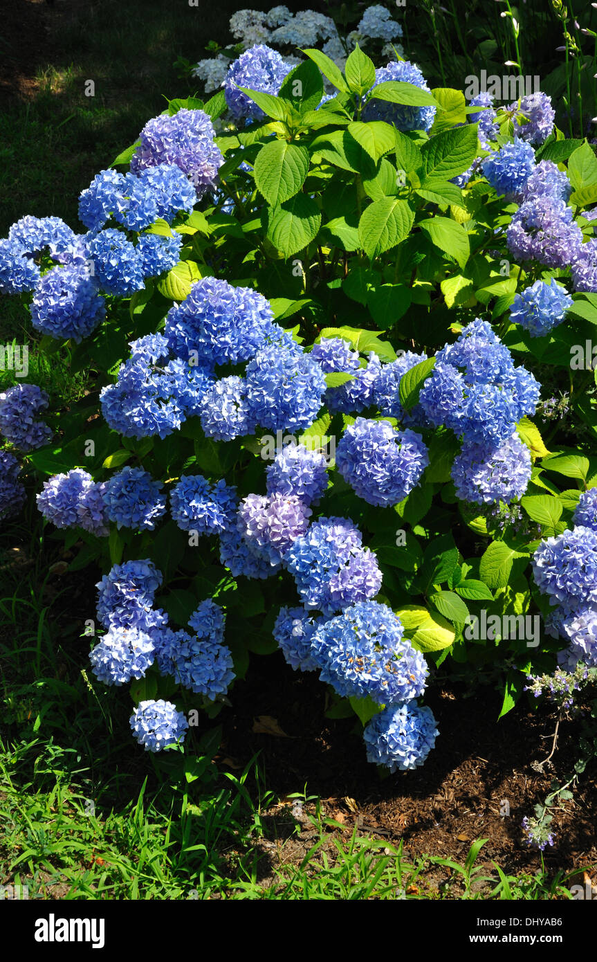 New england hydrangeas hi-res stock photography and images - Alamy