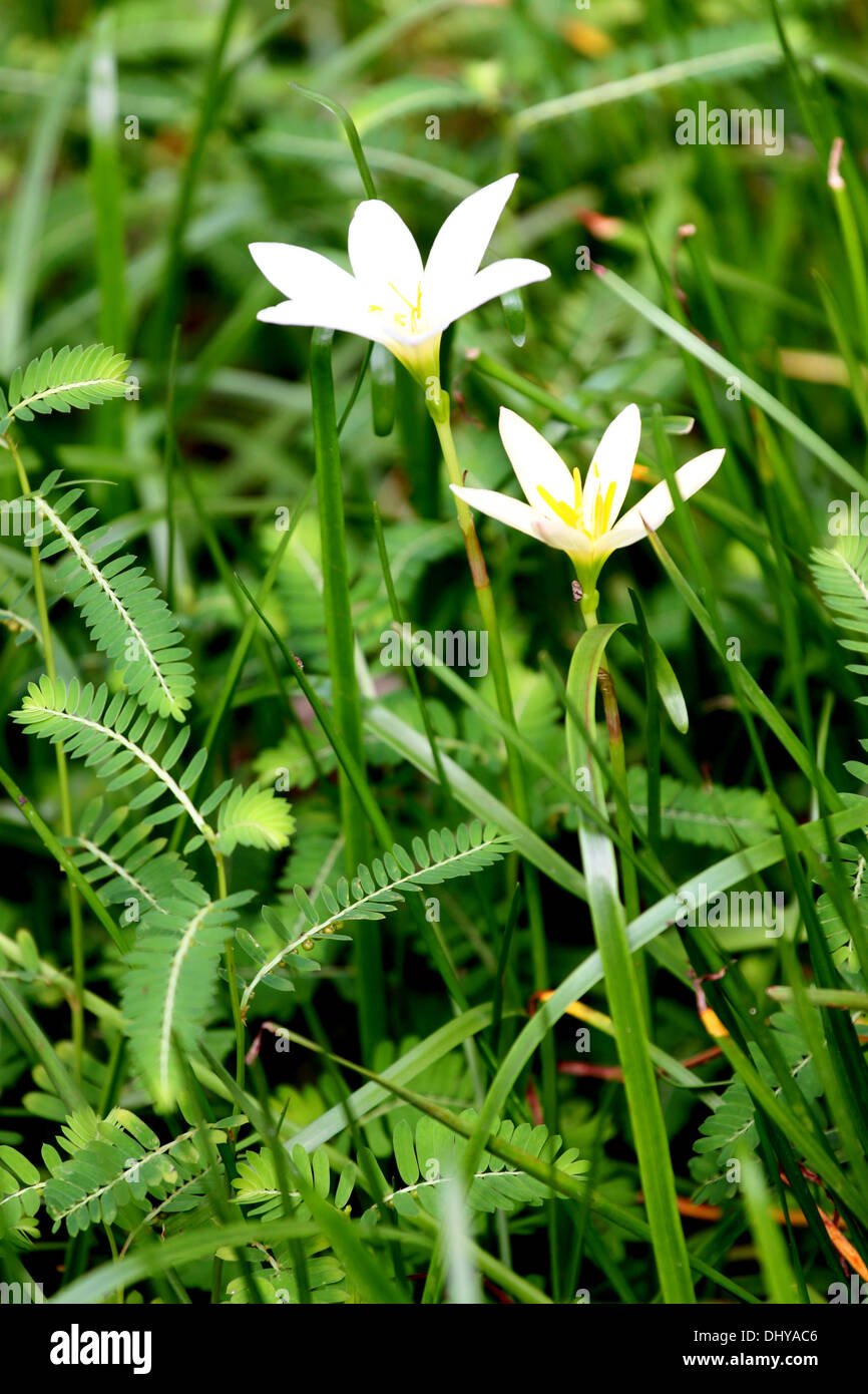 Two flower in the garden of background Stock Photo - Alamy
