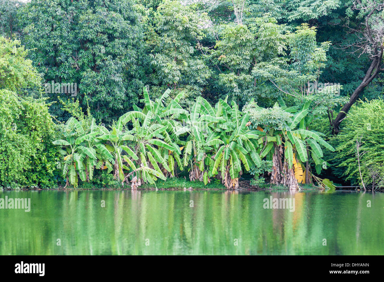Tropical forest banana tree center Stock Photo - Alamy