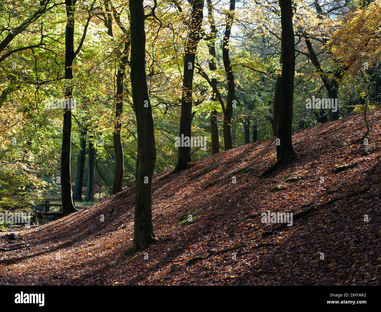 Autumn trees at Tandle Hill, Oldham, UK Stock Photo - Alamy