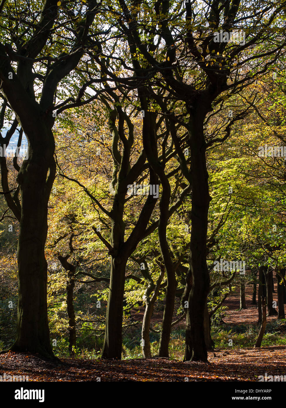 Autumn trees at Tandle Hill, Oldham, UK Stock Photo - Alamy