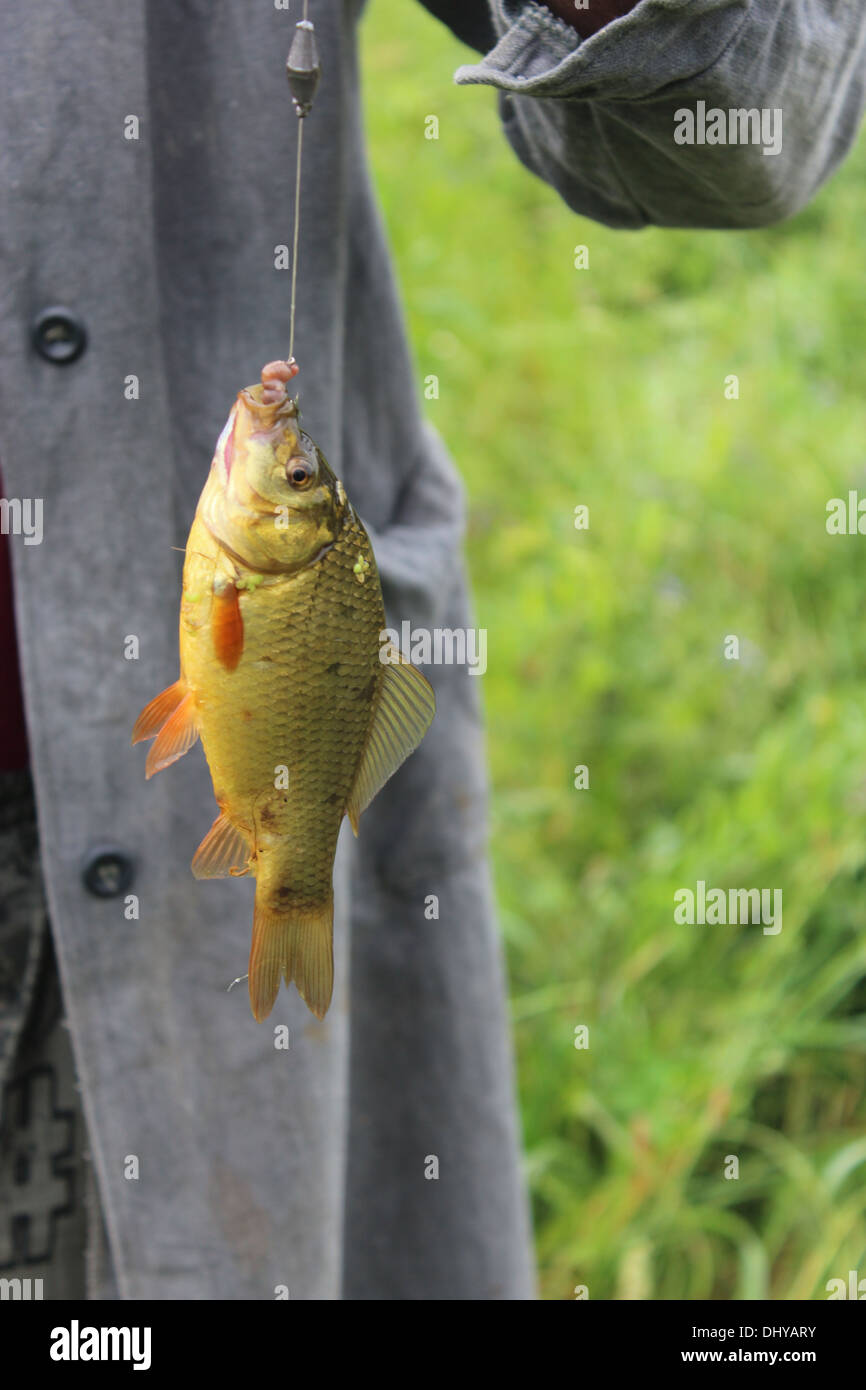 Caught fish hanging on fishing hi-res stock photography and images - Alamy