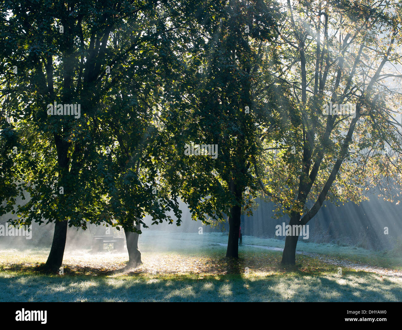 Sunlight shining through trees in mist Stock Photo - Alamy