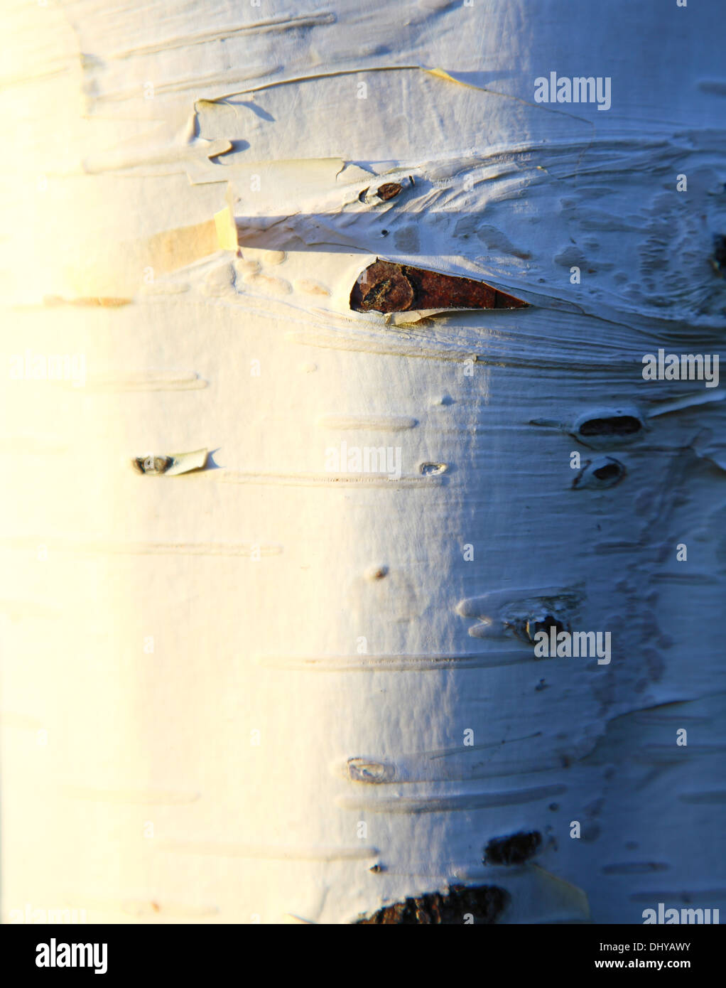 Betula pendula. Texture of birch bark, background Stock Photo - Alamy