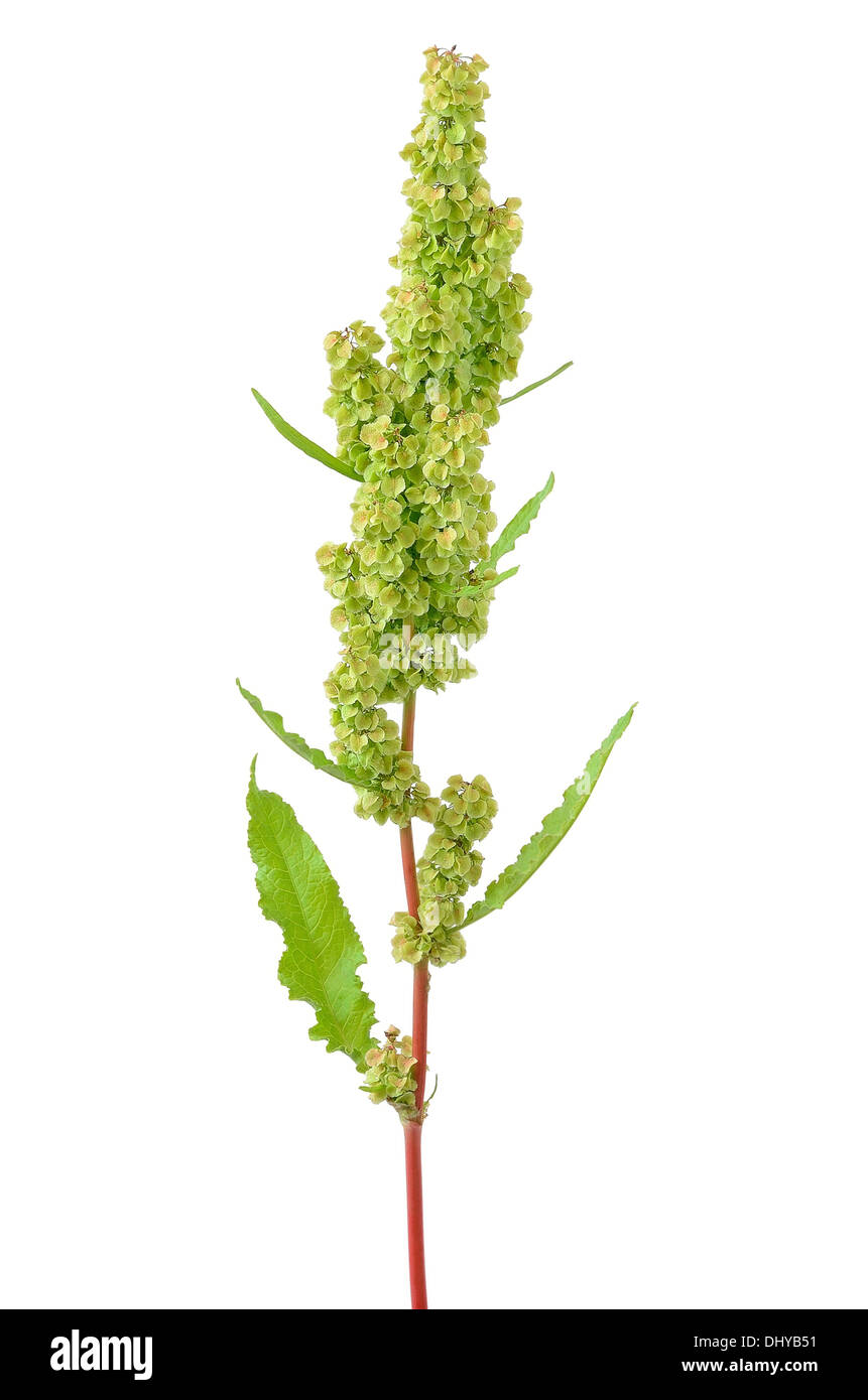 Rumex confertus plant isolated on white background Stock Photo - Alamy