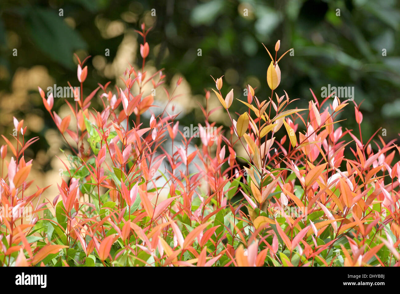 Soft bright colors hi-res stock photography and images - Alamy