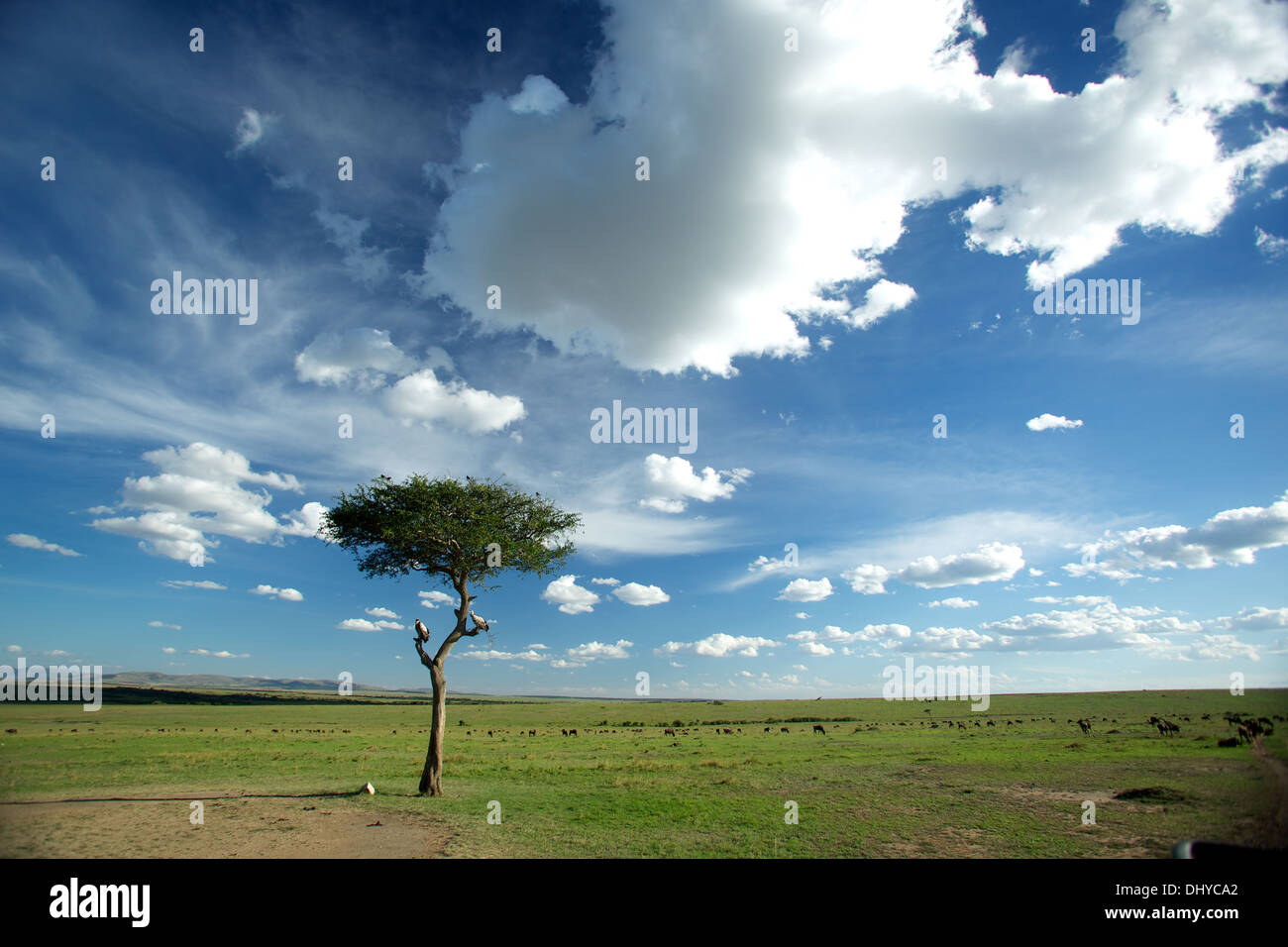 A general landscape view in the shows a single tree in the Masai Mara ...