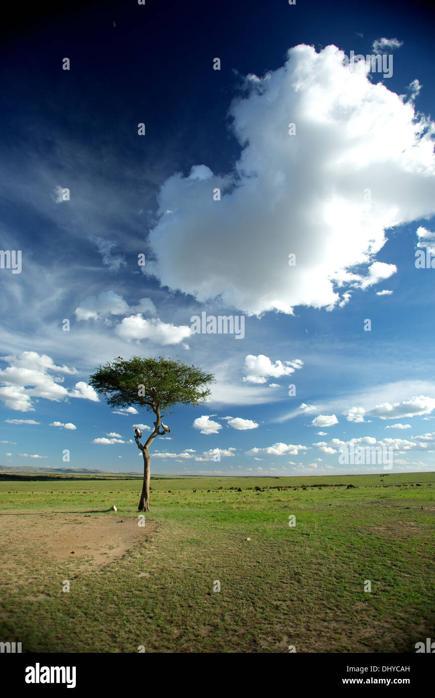 A general landscape view in the shows a single tree in the Masai Mara ...