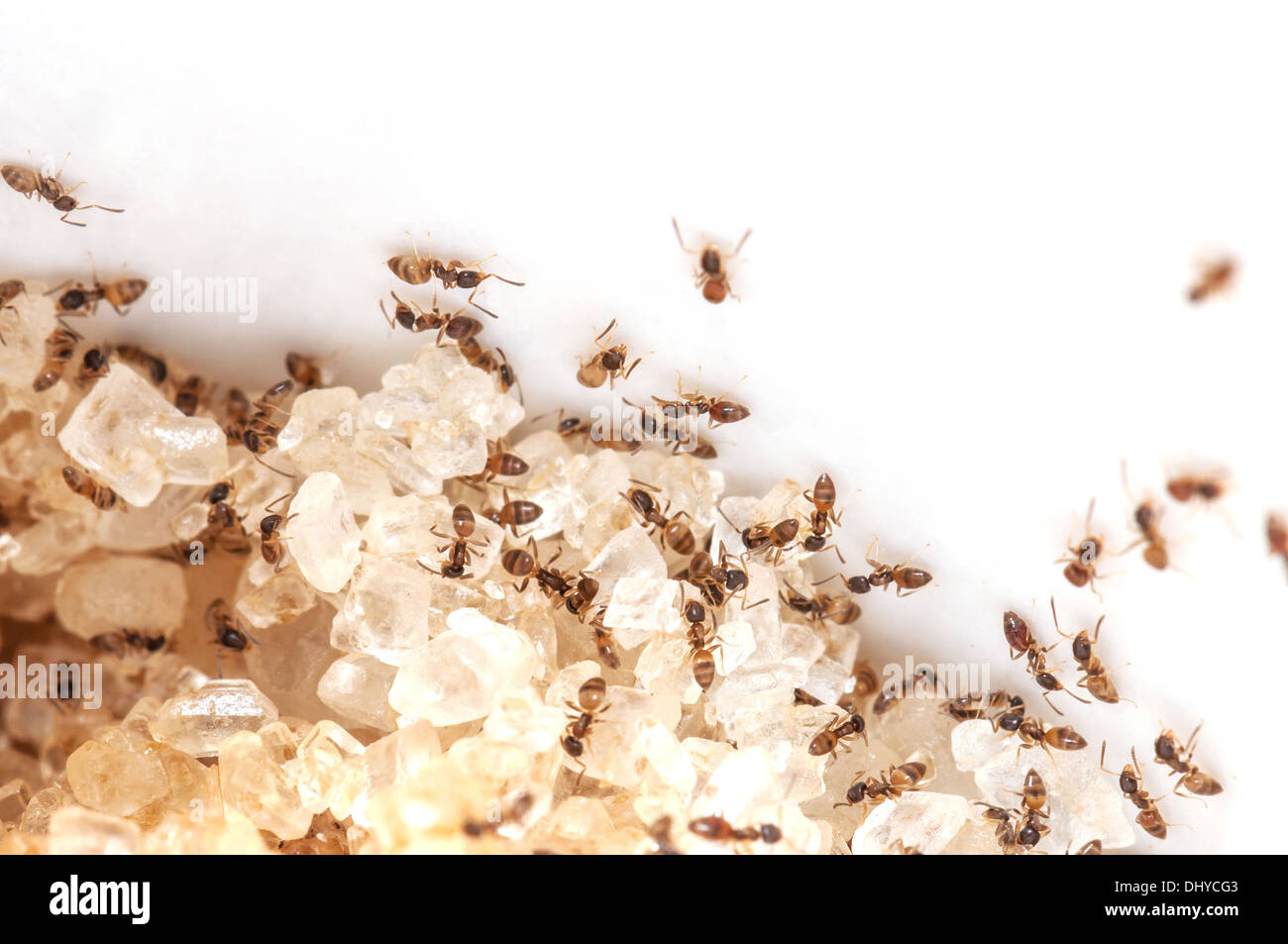 Sugar work hi-res stock photography and images - Alamy