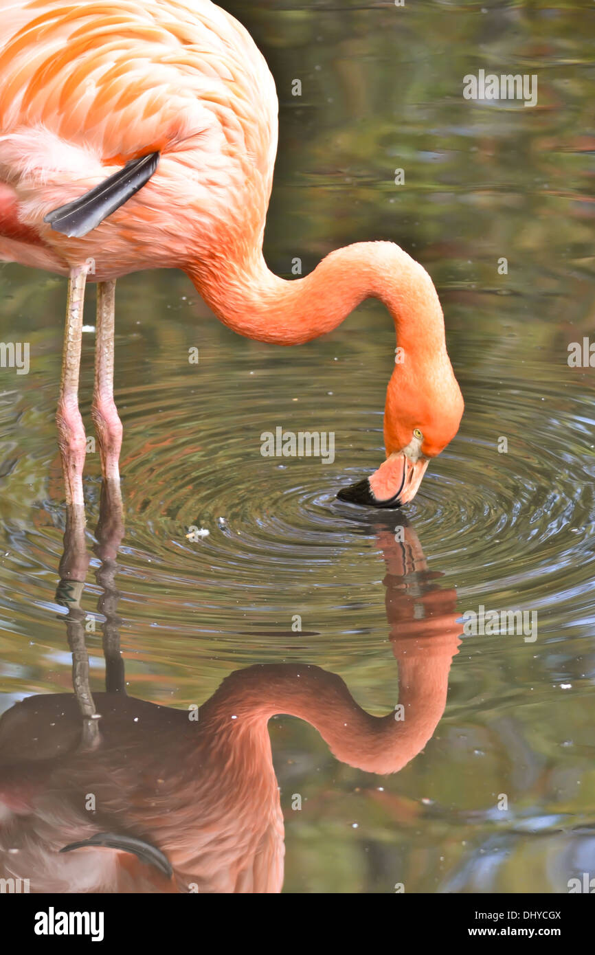 Flamingo habitat in zoo hi-res stock photography and images - Alamy
