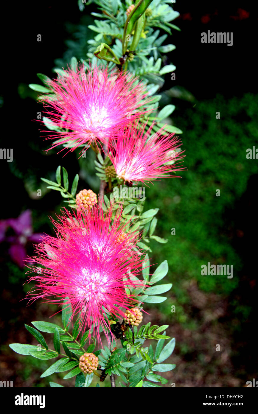 Growth powder hi-res stock photography and images - Alamy