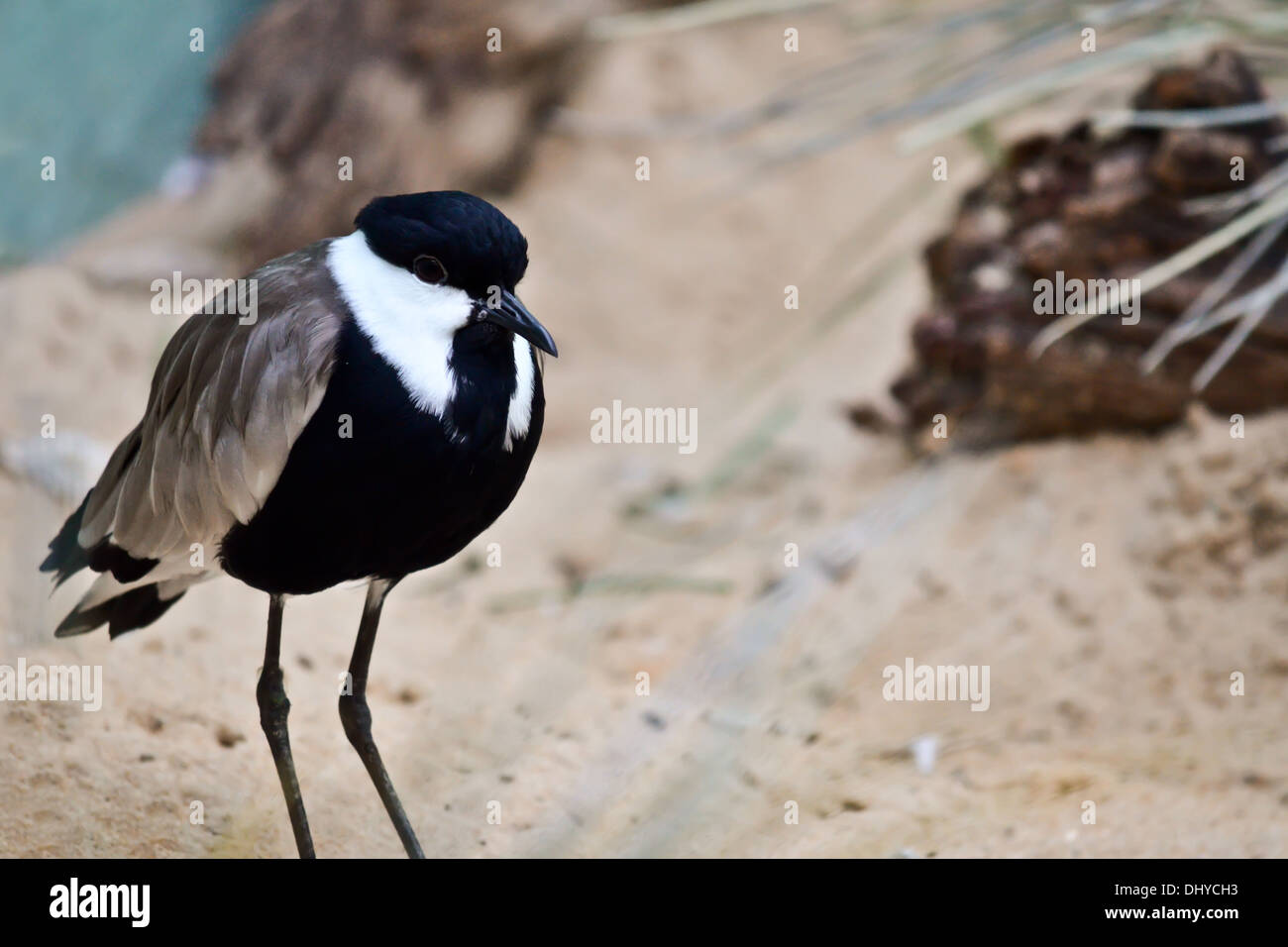 Lapwing species hi-res stock photography and images - Alamy