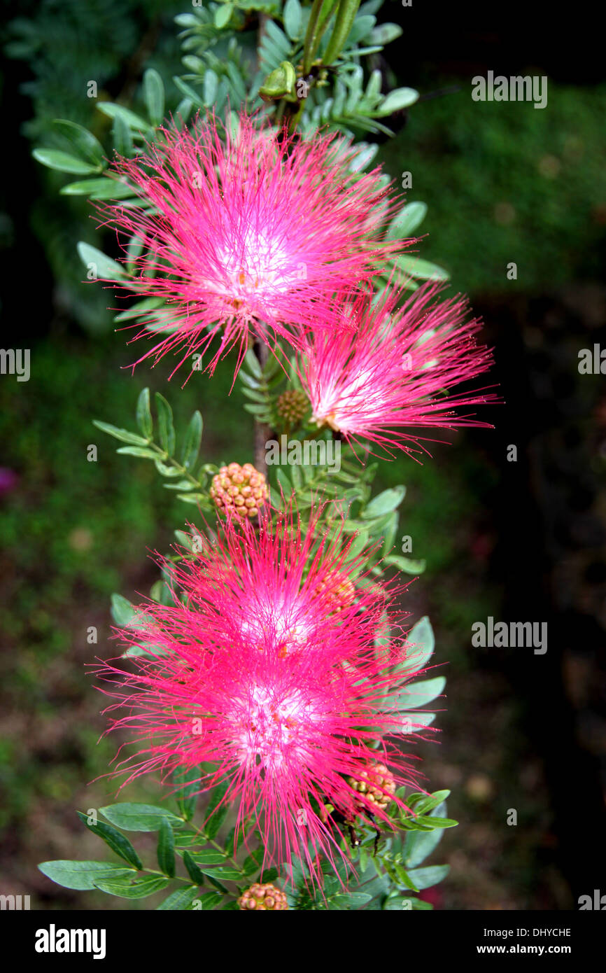 Powder puff tree hi-res stock photography and images - Alamy