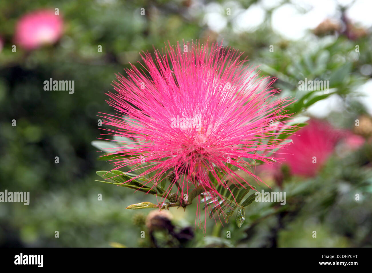 The Picture of Pink Red Powder Puff Stock Photo - Alamy
