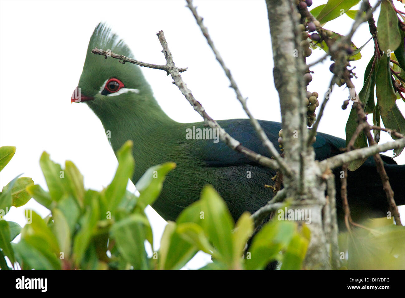Forrest bird hi-res stock photography and images - Alamy