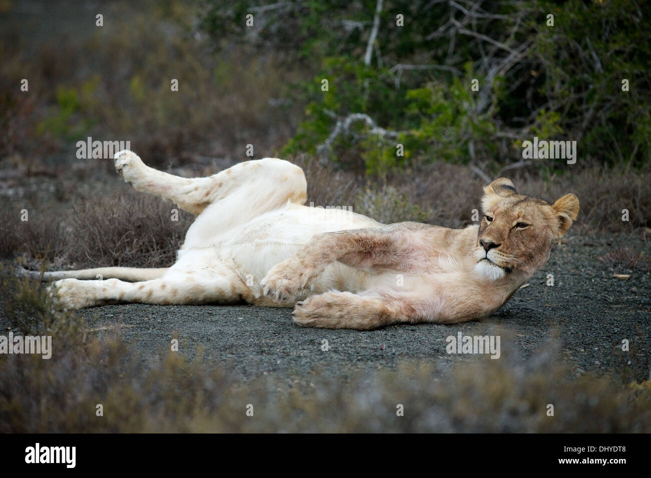 Lion, king of the Jungle, in his natural habitat Stock Photo - Alamy
