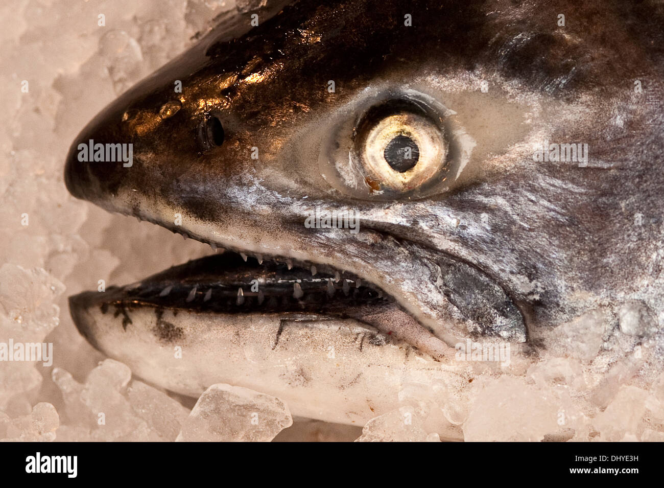Salmon Eye Close Up High Resolution Stock Photography and Images - Alamy
