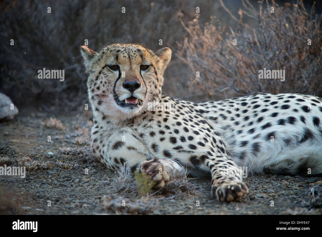 A cheetah is seen eating a gazelle with prey in South Africa Stock ...