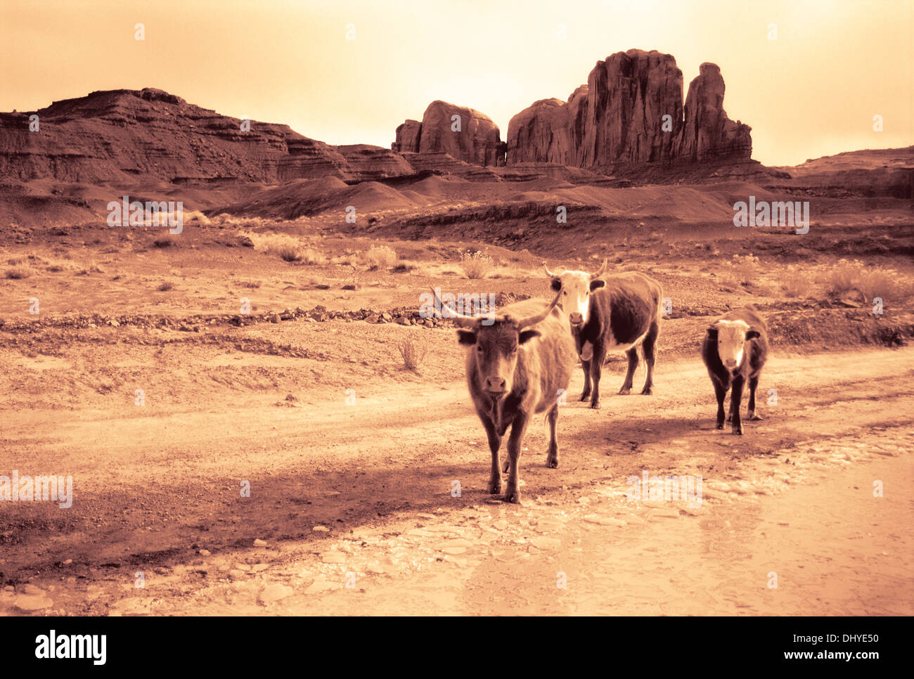 Arizona desert cows hi-res stock photography and images - Alamy