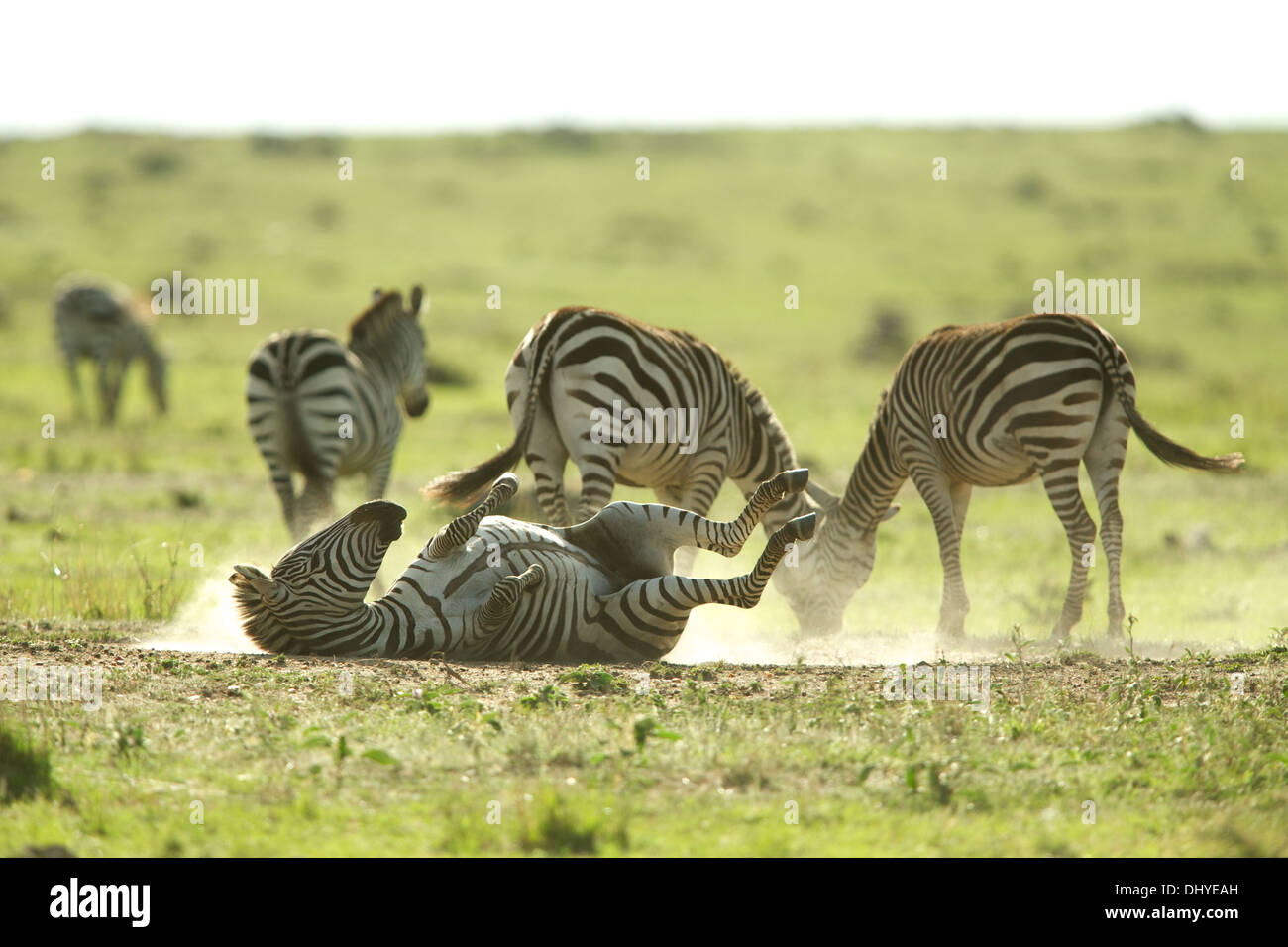 Zebra roll in the dirt in the Masai Mara National Park of Kenya Stock ...