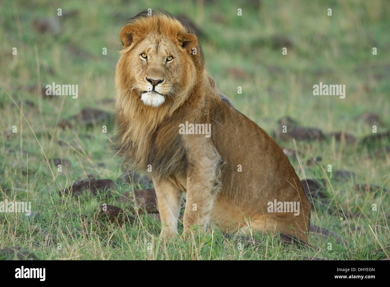 Lion, king of the Jungle, in his natural habitat Stock Photo - Alamy