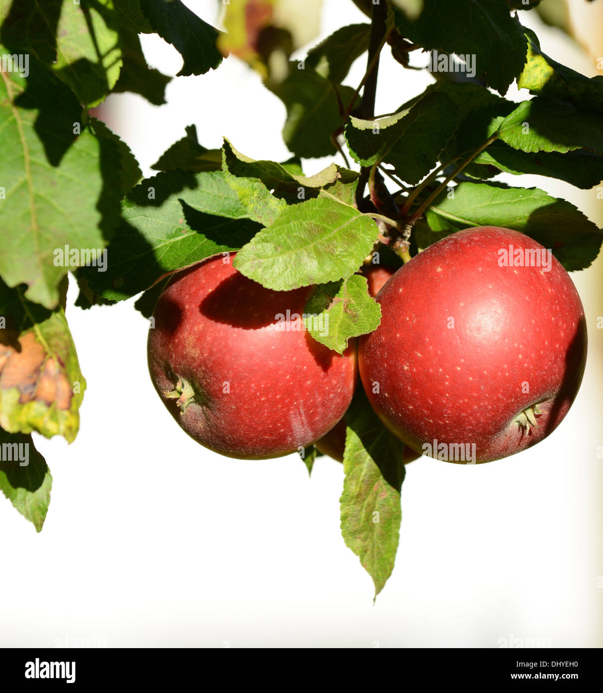 Group of people apples of orange hi-res stock photography and images ...
