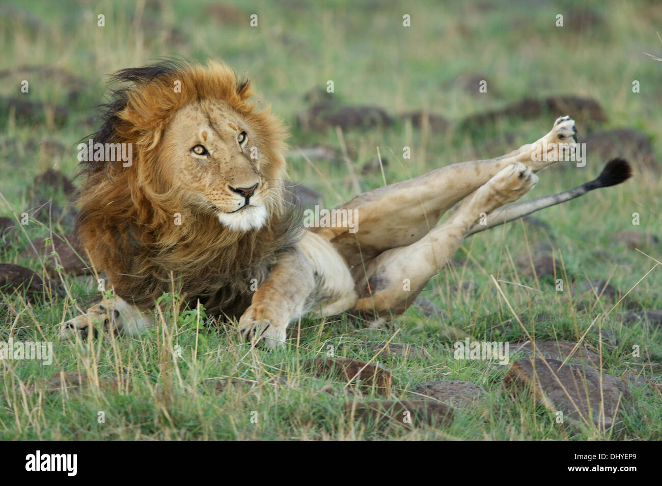 Lion, king of the Jungle, in his natural habitat Stock Photo - Alamy