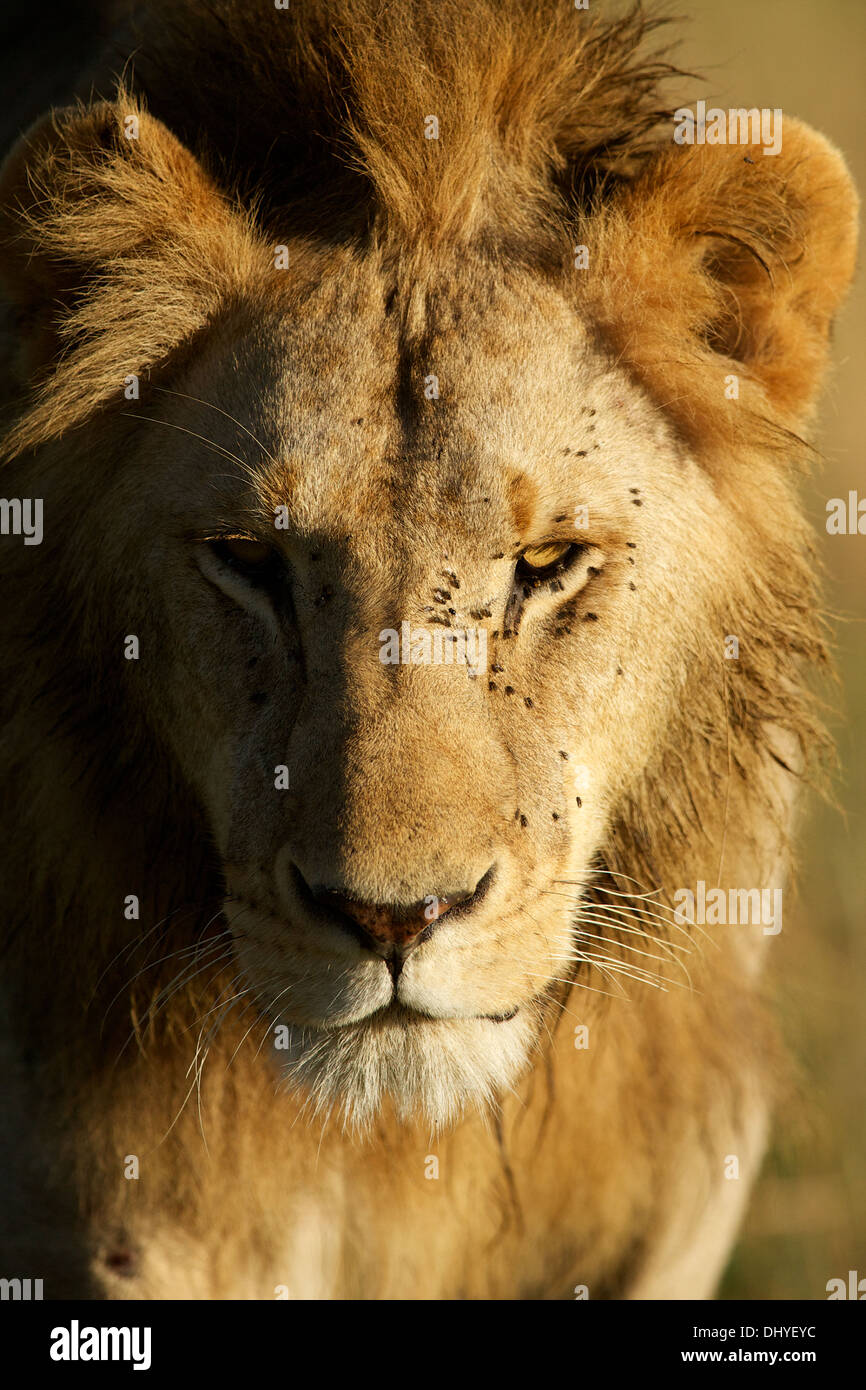 Lion, king of the Jungle, in his natural habitat Stock Photo - Alamy