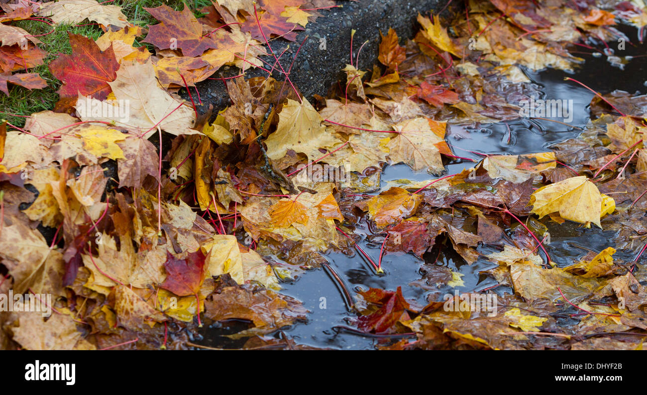 Fall Maple Leaves at Curbside Stock Photo - Alamy
