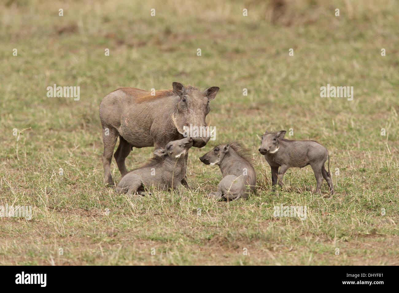 Warthog family hi-res stock photography and images - Alamy