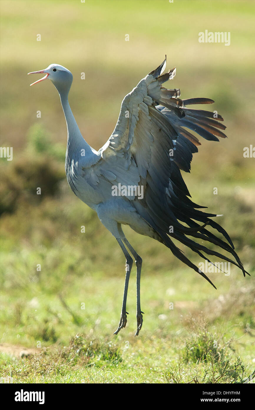 Blue Crane And Butterfly Hours at Robbin Wood blog
