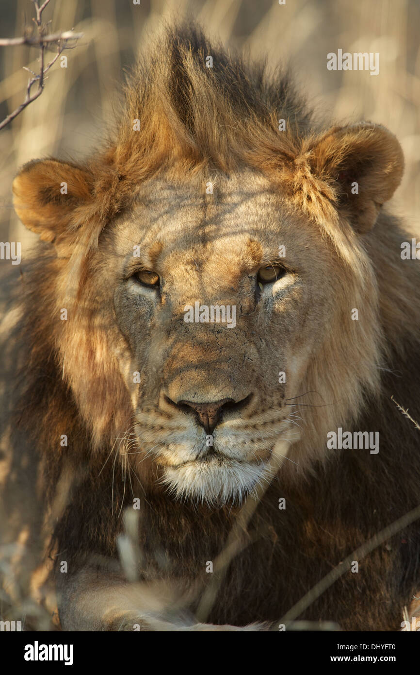 Lion, king of the Jungle, in his natural habitat Stock Photo - Alamy