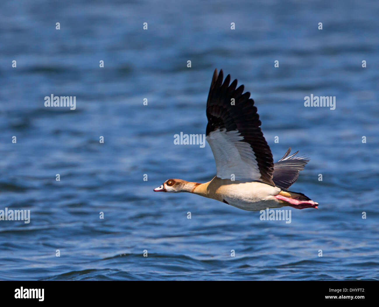 egyptian goose flying Stock Photo - Alamy