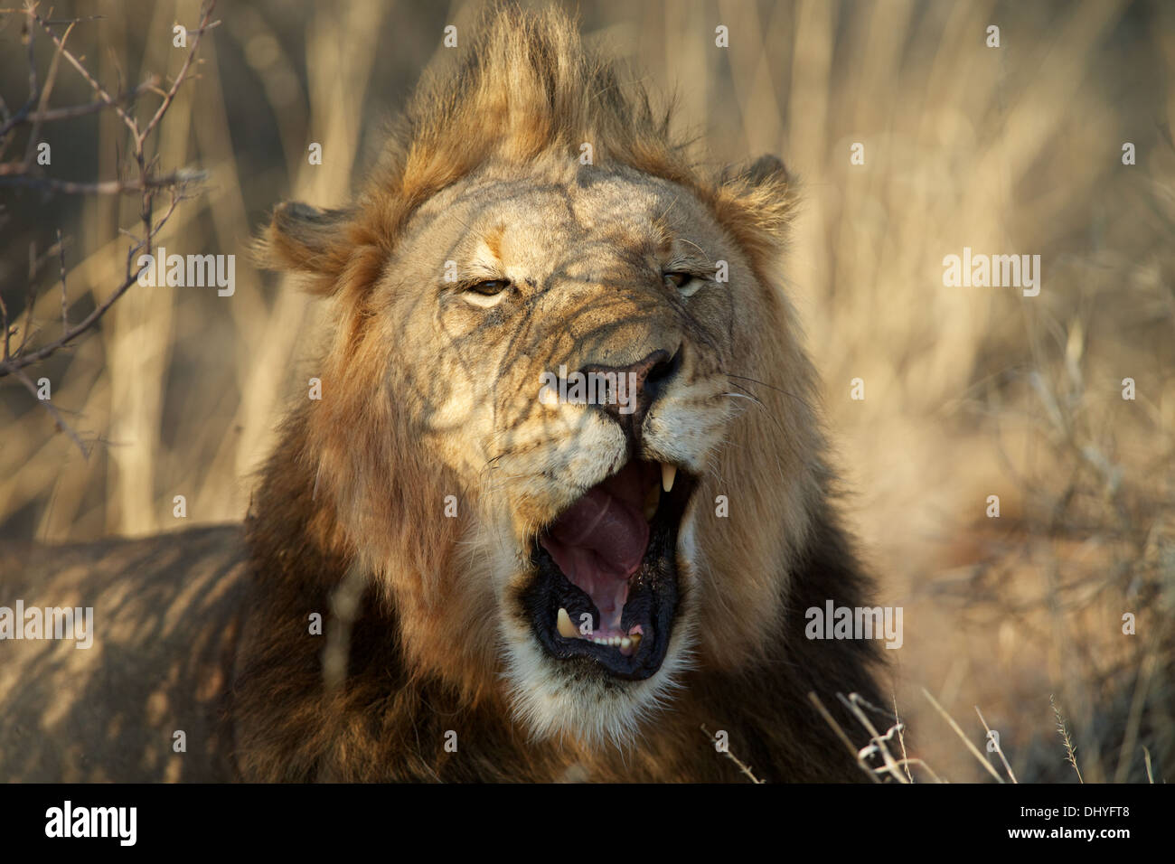 Lion, king of the Jungle, in his natural habitat Stock Photo - Alamy