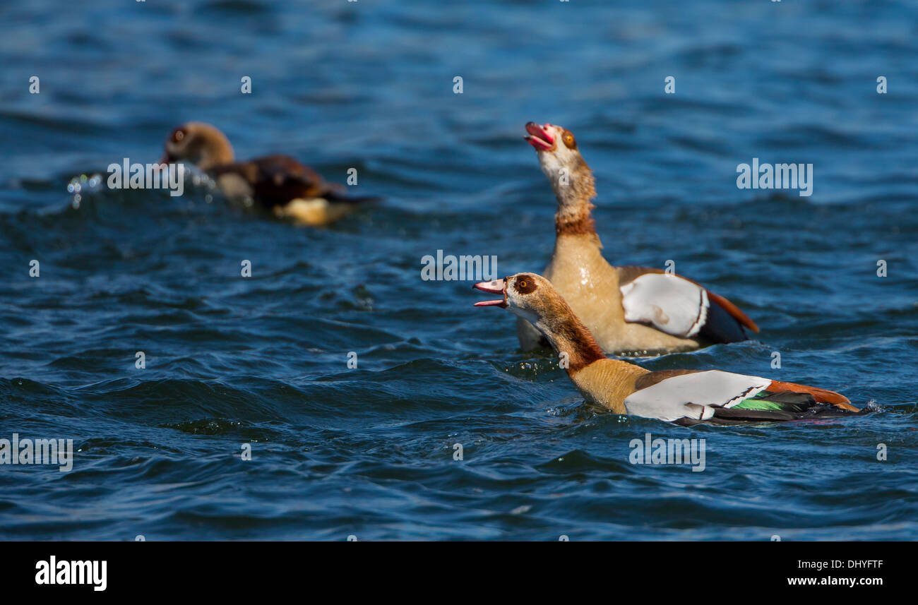 egyptian goose interaction Stock Photo - Alamy