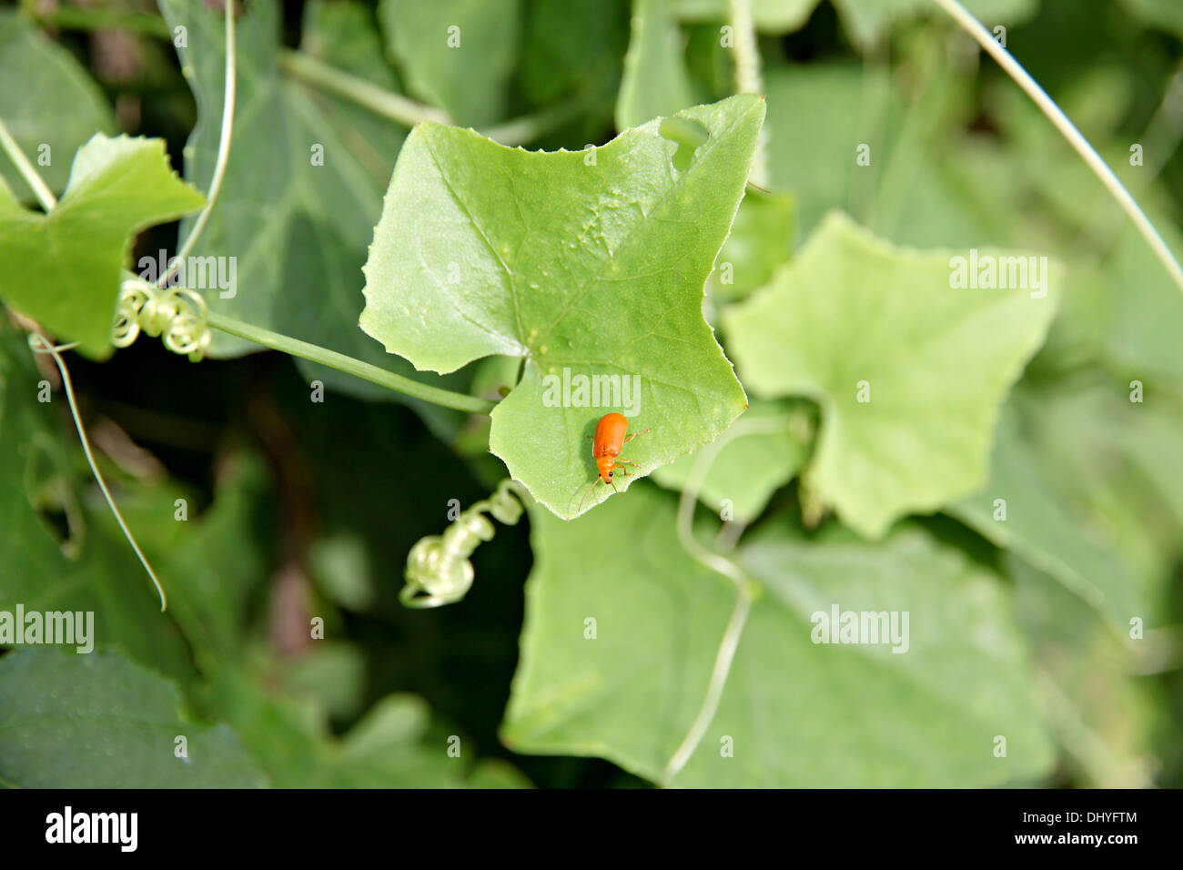 Small black bugs hi-res stock photography and images - Alamy