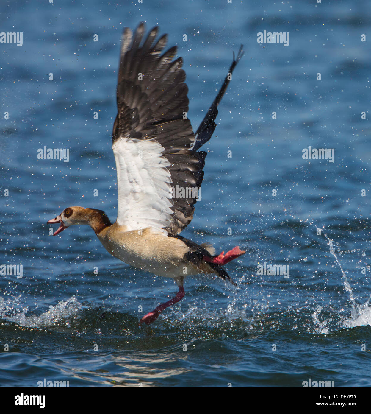 Take off into nature hi-res stock photography and images - Alamy