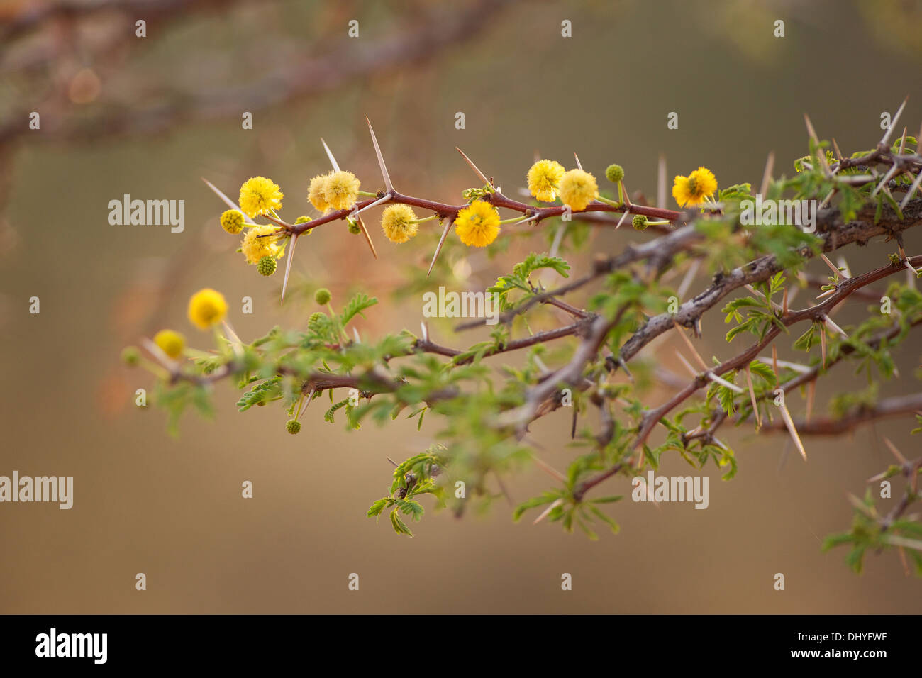 Camel thorn leaves hi-res stock photography and images - Alamy