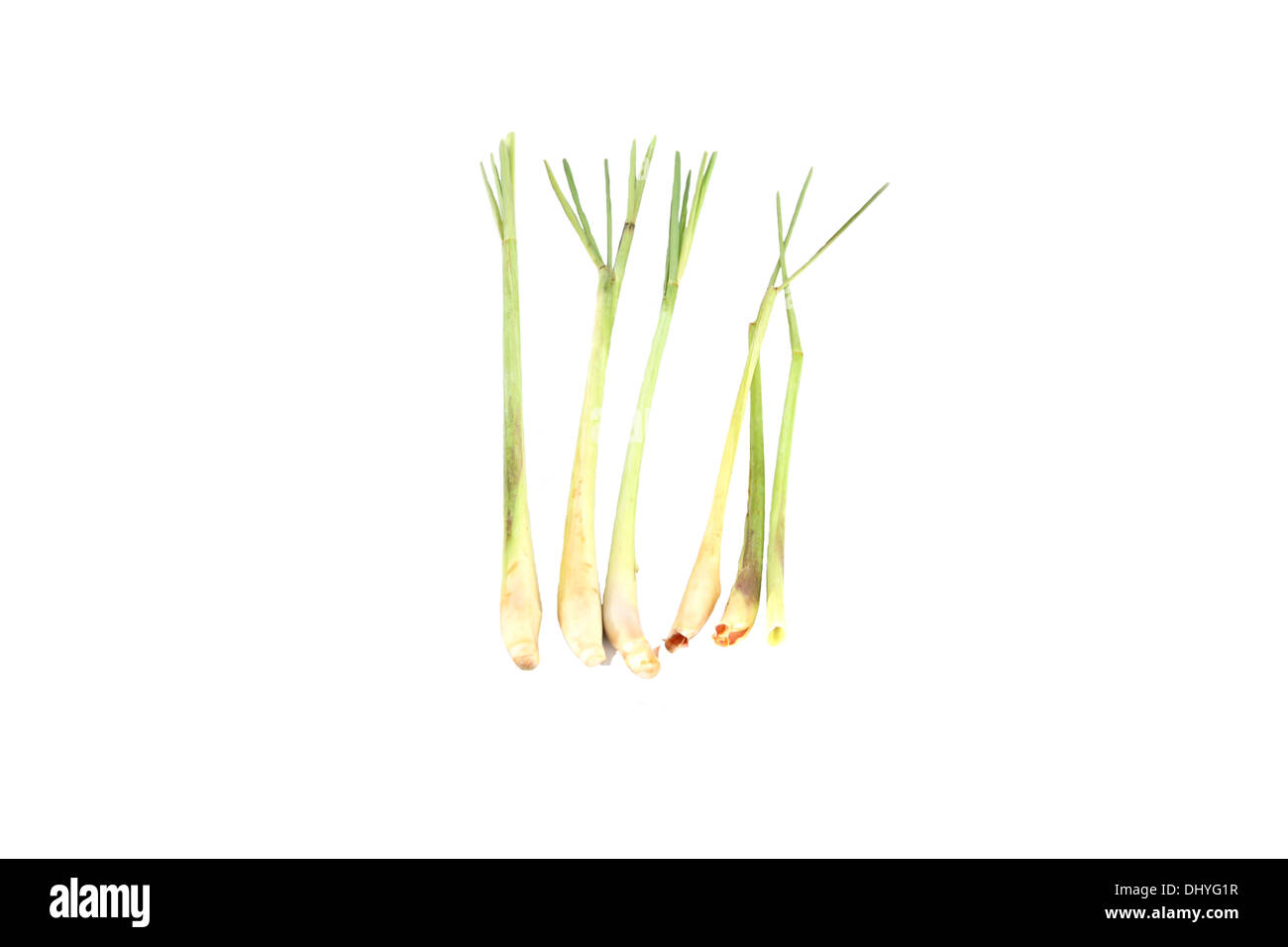 Closeup Fresh Lemon Grass on white background Stock Photo - Alamy