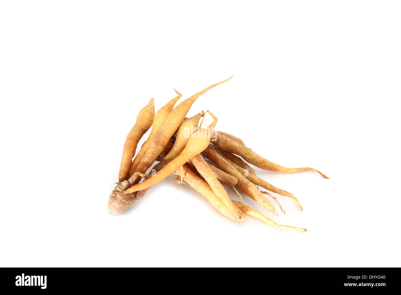The fingerroot or Thai ginger on white background Stock Photo - Alamy