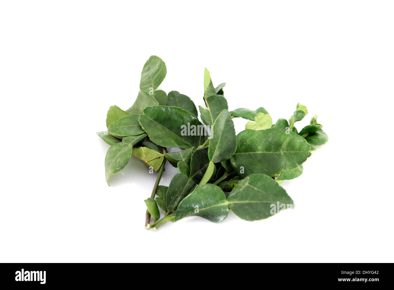 Closeup the Kaffir lime leaves on white background Stock Photo - Alamy
