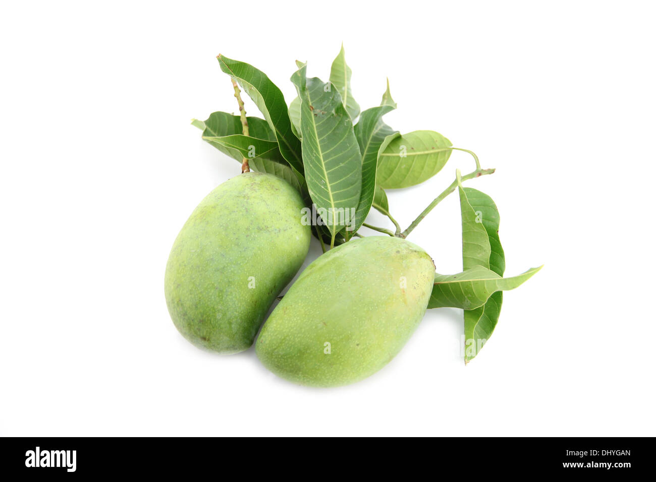 Green tropical mango fruits hi-res stock photography and images - Alamy