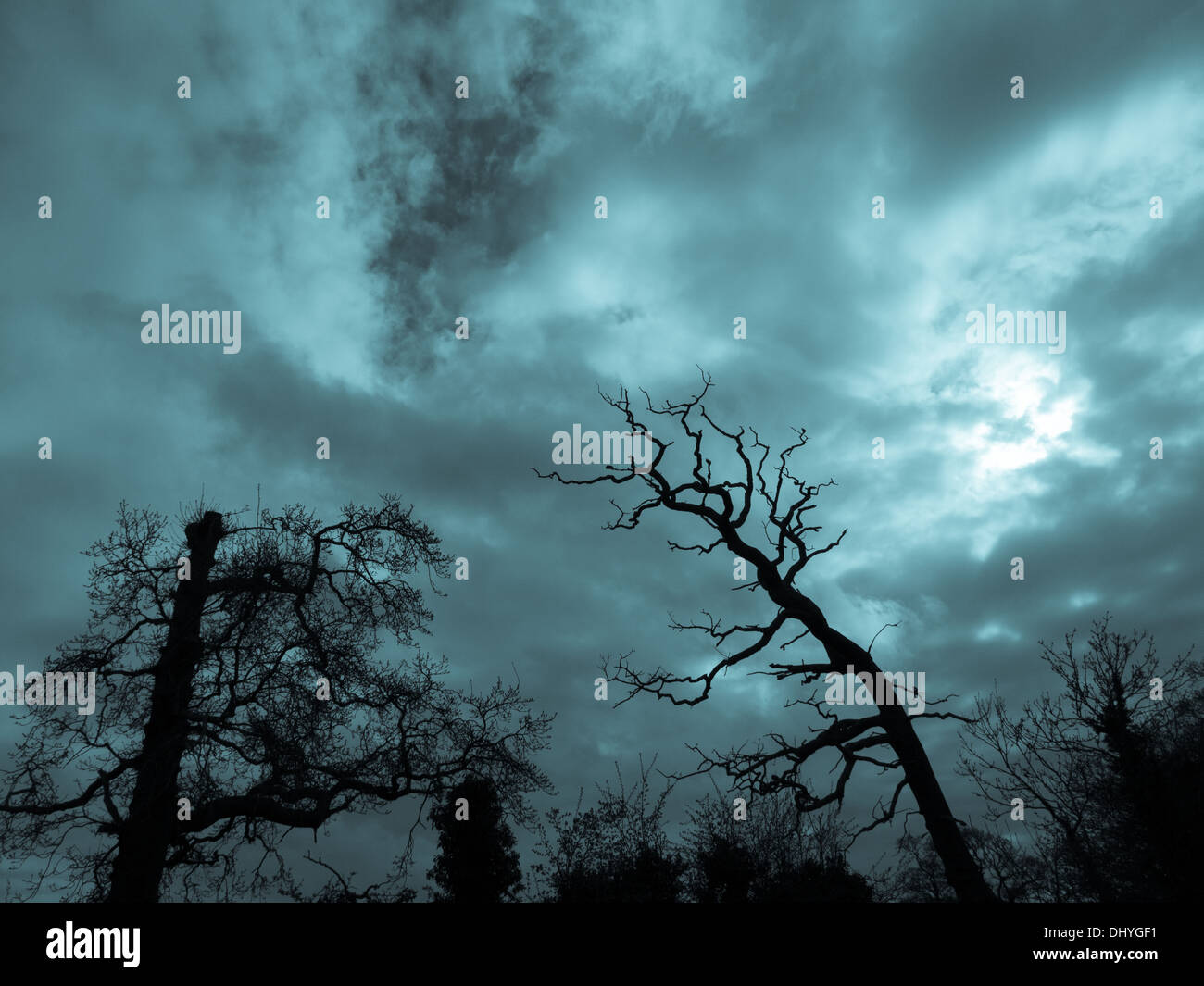 Spooky tree hi-res stock photography and images - Alamy