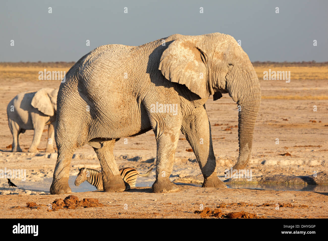 Big bull african elephant hi-res stock photography and images - Alamy