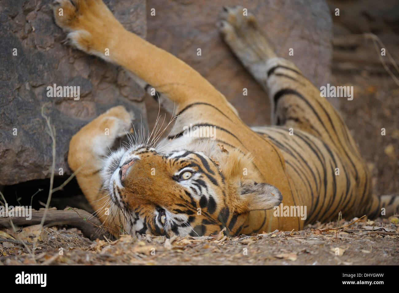 Wild tiger in Ranthambore tiger reserve Stock Photo - Alamy